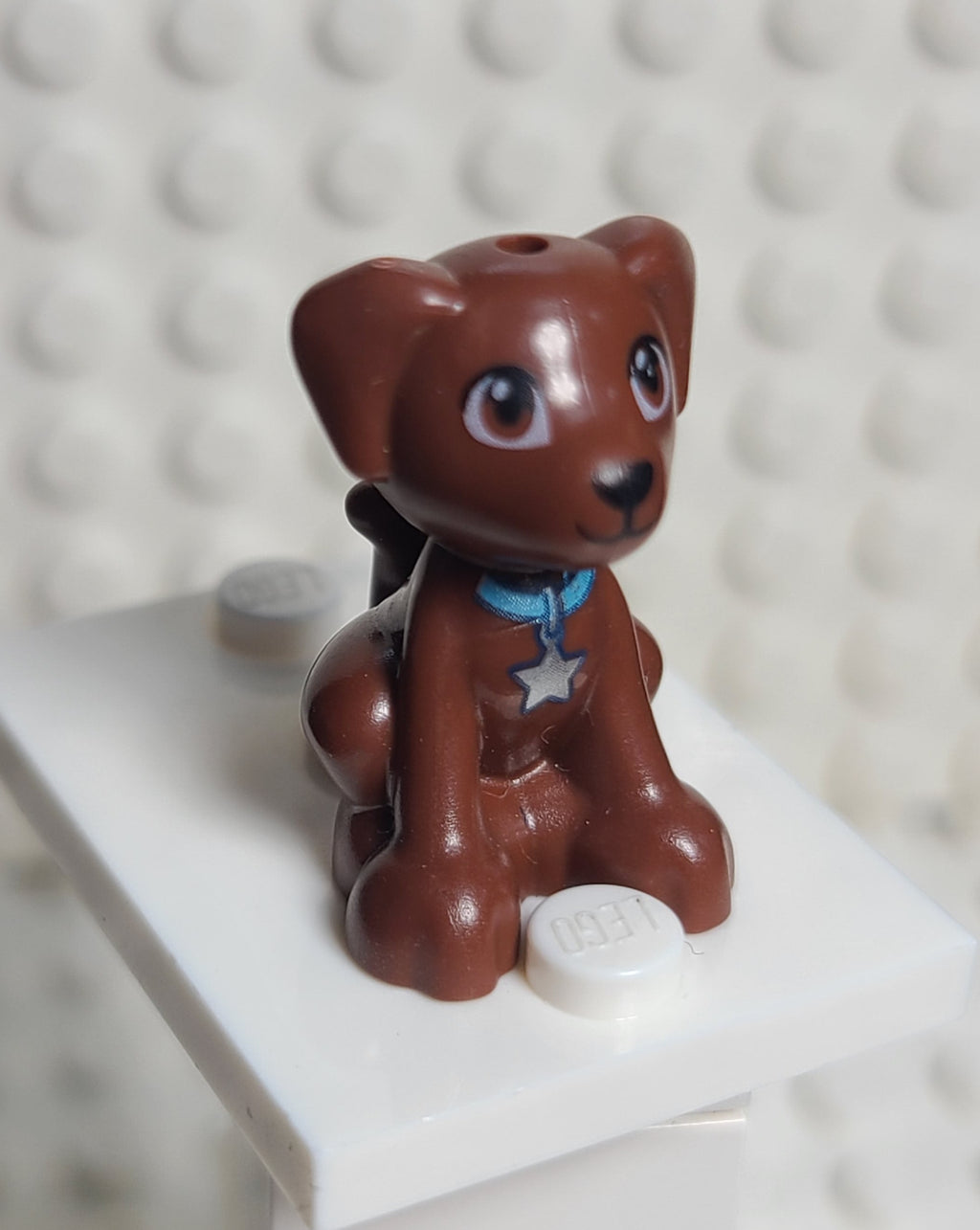 Dog Reddish Brown Sitting w/ Medium Azure Collar – United Brick Co®
